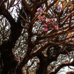 Exploring Symbolism in Poems - Poems Please