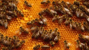 34 Short Poems About Bees | Exploring the Beauty of Bees