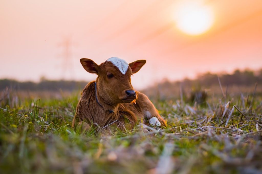 12 Incredible Poems About Cows' Gentle Grazing: Mooing Sonnets