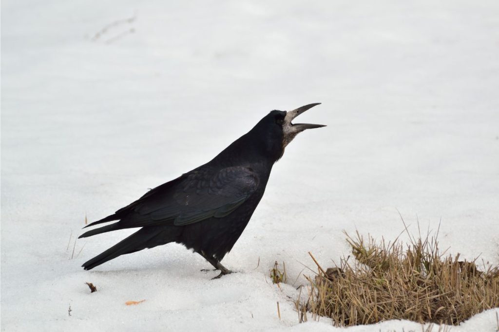 15 Interesting Poems About Crows: Verses Unraveling the Mystic Wings