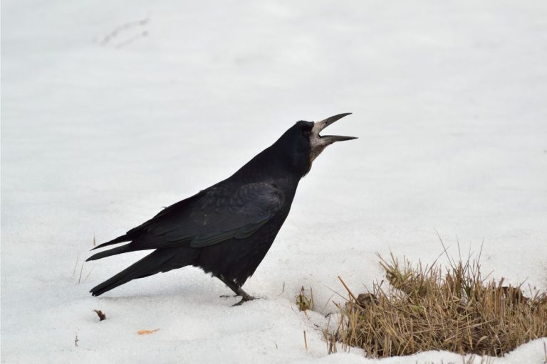 15 Interesting Poems About Crows: Verses Unraveling the Mystic Wings